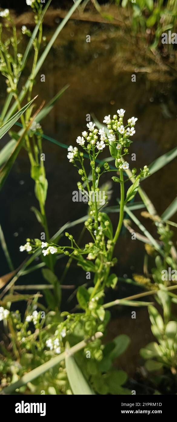 Thin Leaf Brookweed (Samolus valerandi Stock Photo - Alamy
