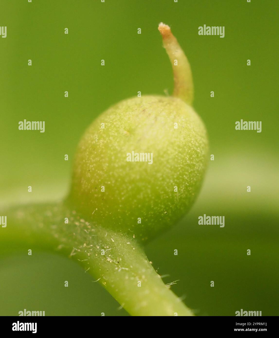 Hackberry Aggregate Gall Midge (Celticecis connata Stock Photo - Alamy