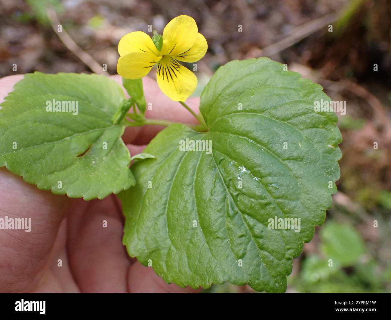 stream violet (Viola glabella Stock Photo - Alamy