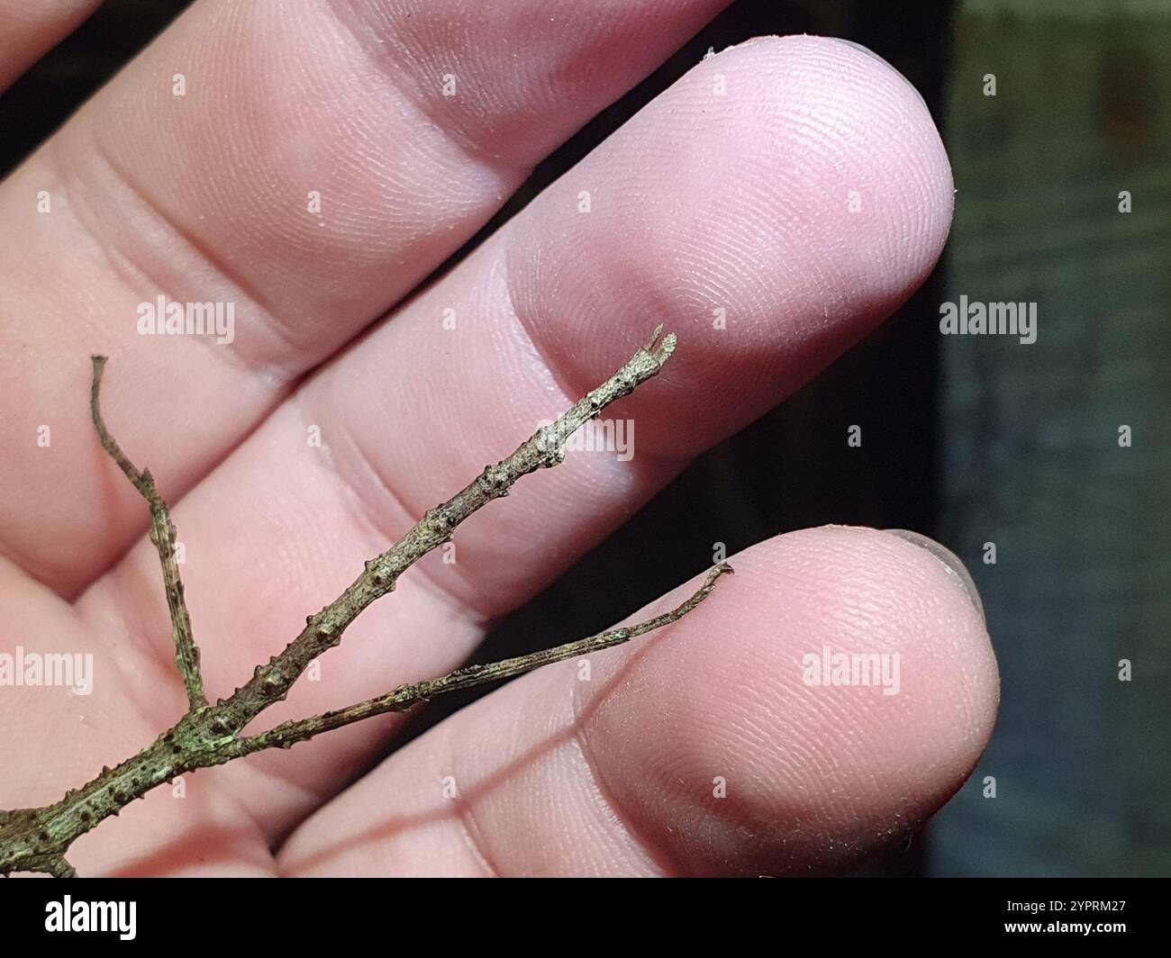 New Zealand Giant Stick Insect (Argosarchus horridus Stock Photo - Alamy