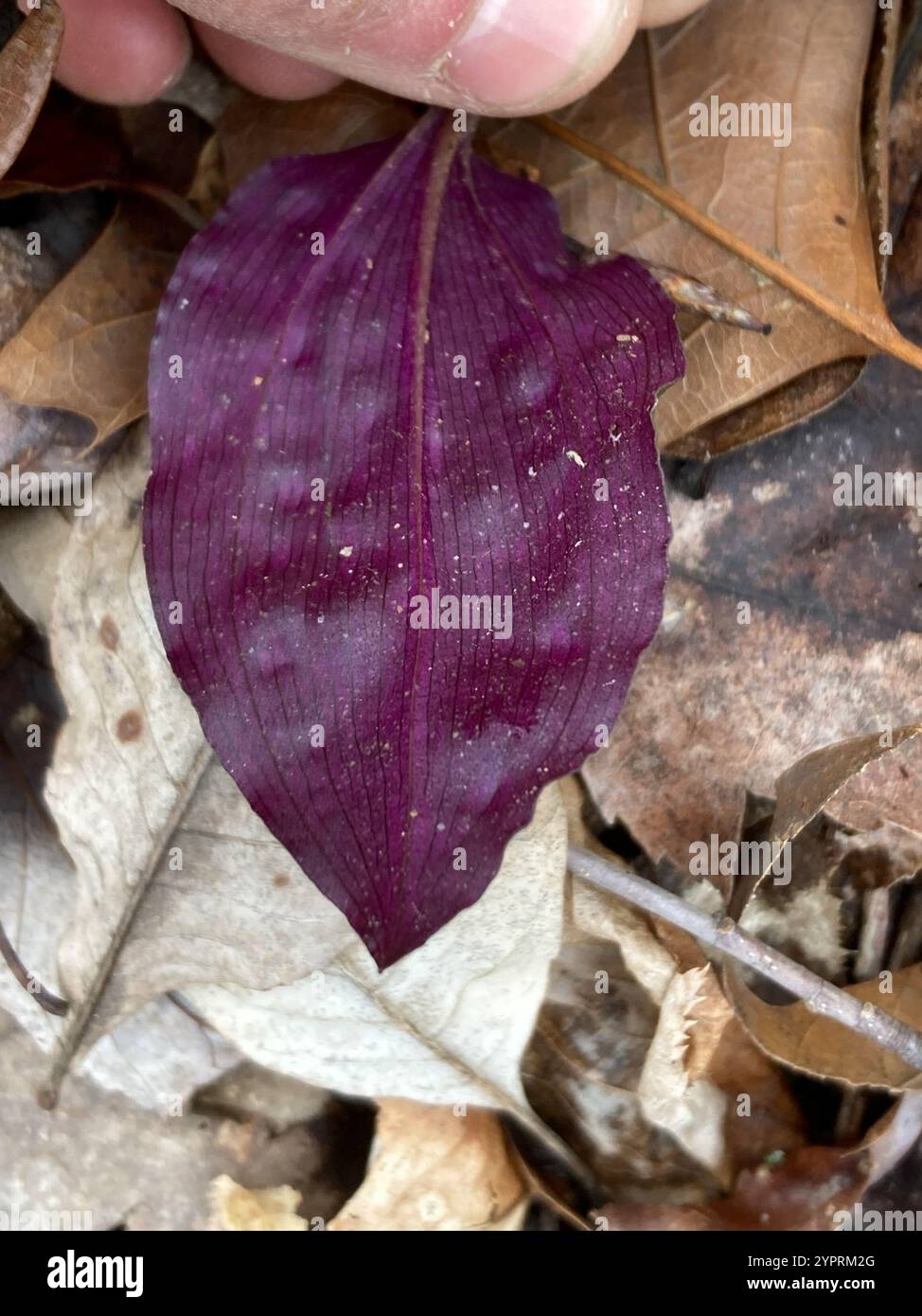 crane-fly orchid (Tipularia discolor Stock Photo - Alamy