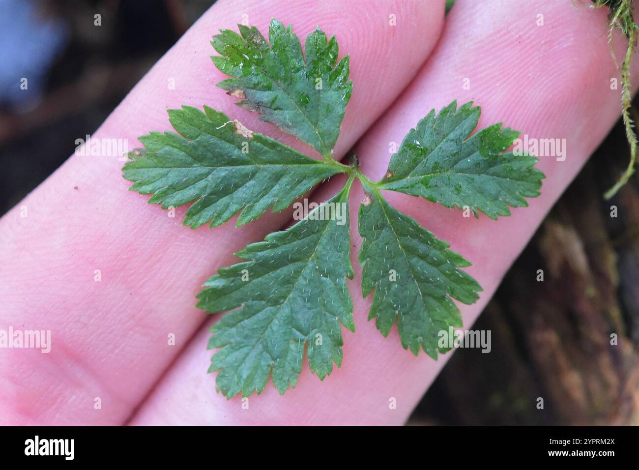 Five-leaf Dwarf Bramble (Rubus pedatus Stock Photo - Alamy