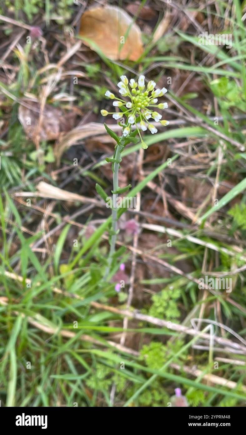 garlic penny-cress (Mummenhoffia alliacea Stock Photo - Alamy