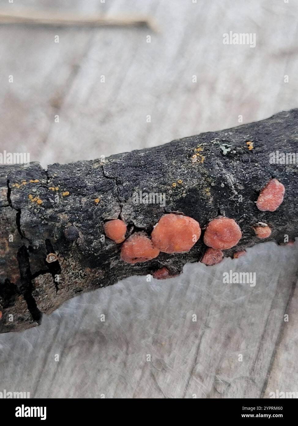 Red Tree Brain Fungus (Peniophora rufa Stock Photo - Alamy