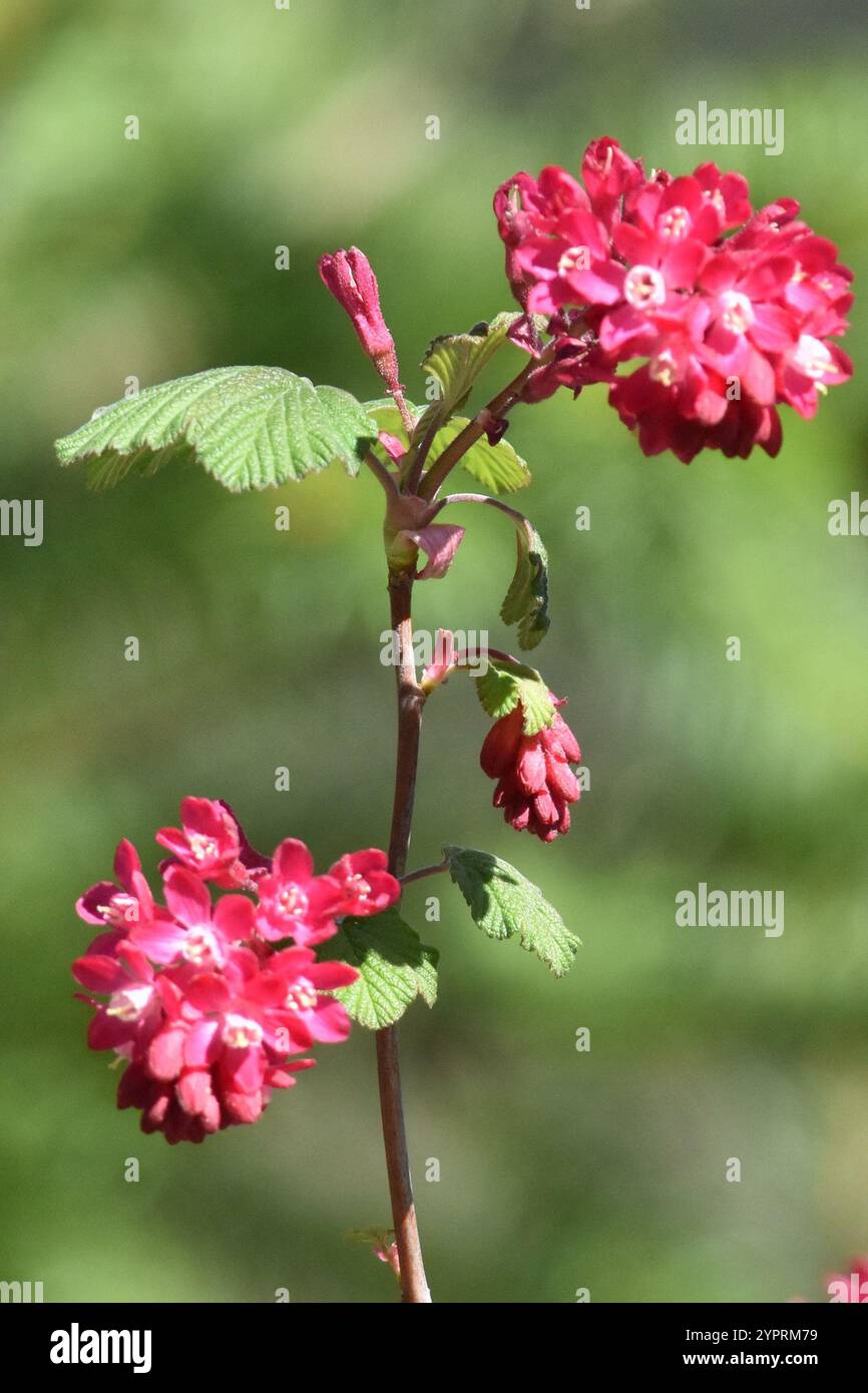 Red-flowering Currant (Ribes sanguineum Stock Photo - Alamy