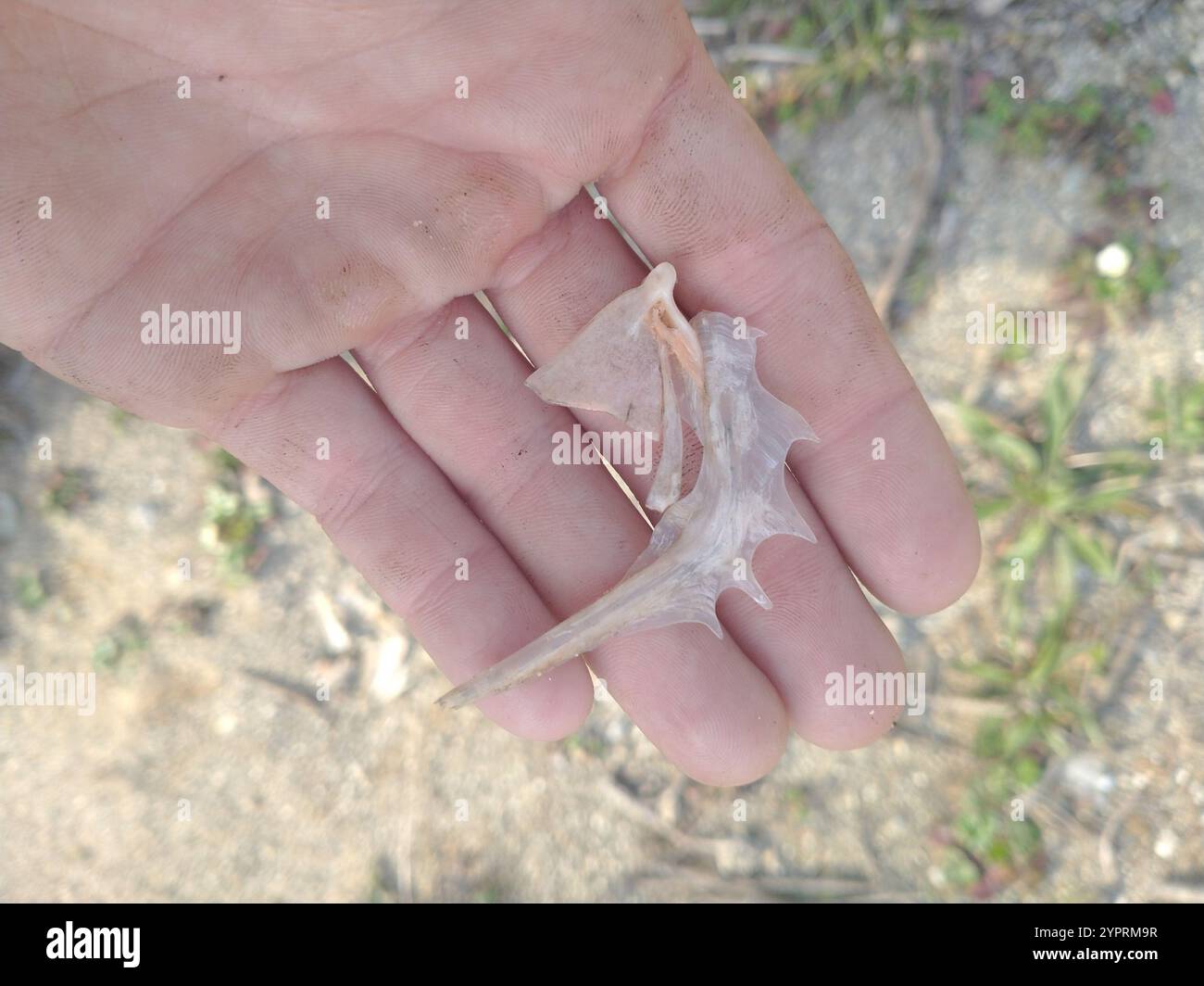Ray-finned Fishes (Actinopterygii Stock Photo - Alamy