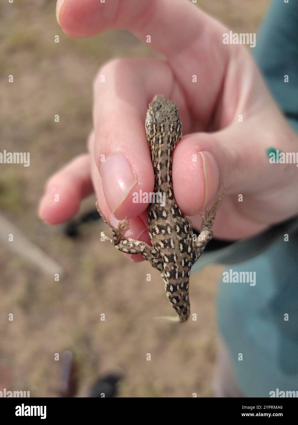 (Eremias arguta deserti Stock Photo - Alamy