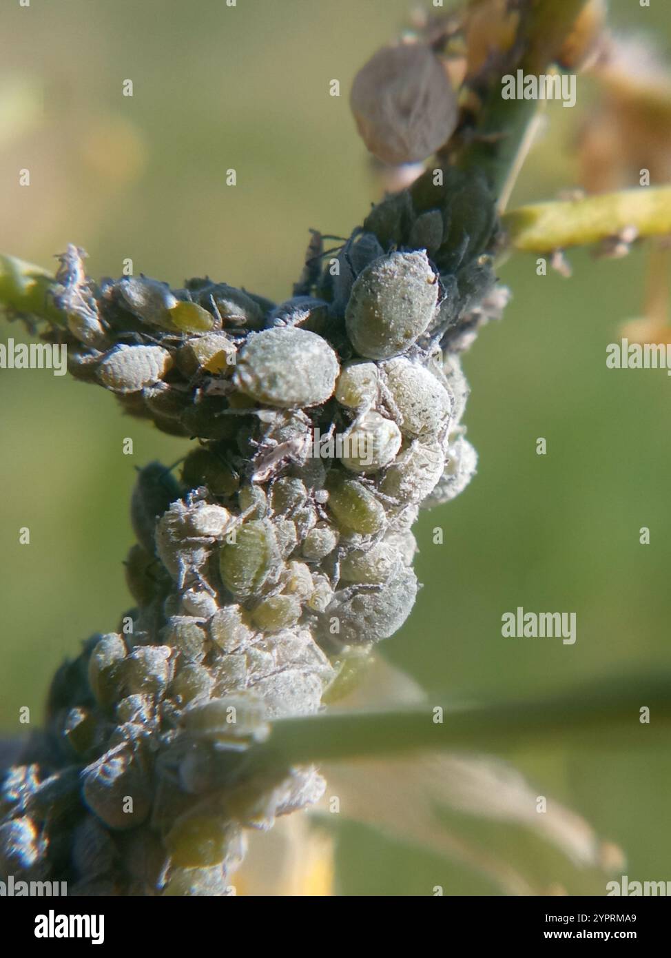 Cabbage Aphid (Brevicoryne brassicae Stock Photo - Alamy