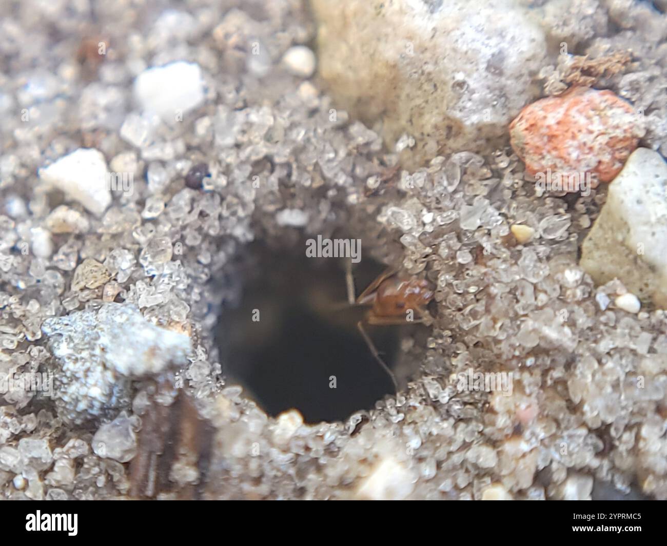 Buren's Pyramid Ant (Dorymyrmex bureni Stock Photo - Alamy