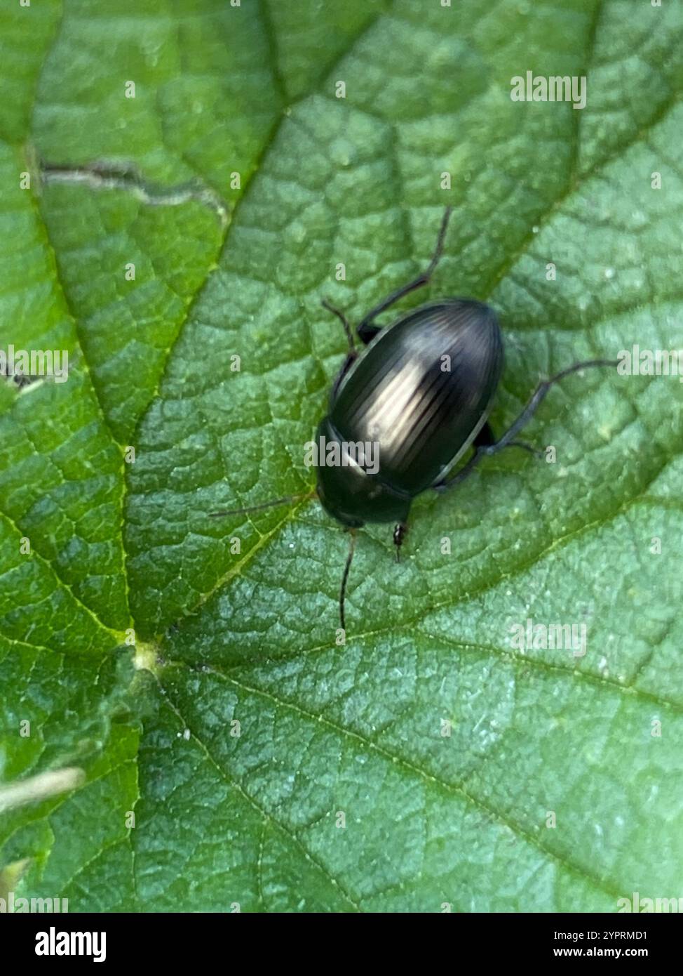 Sun Beetles (Amara Stock Photo - Alamy