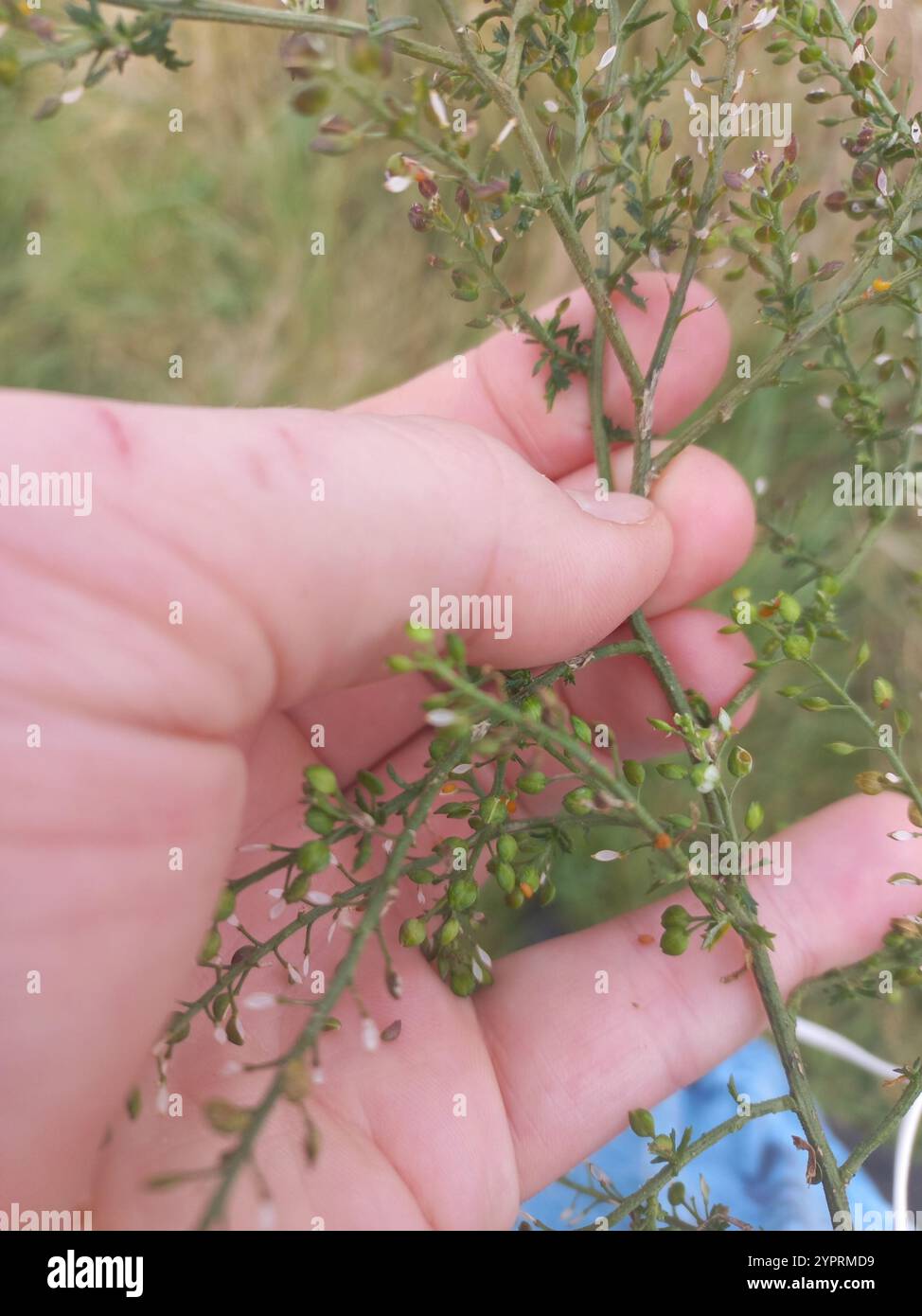 African Pepperwort (Lepidium africanum Stock Photo - Alamy