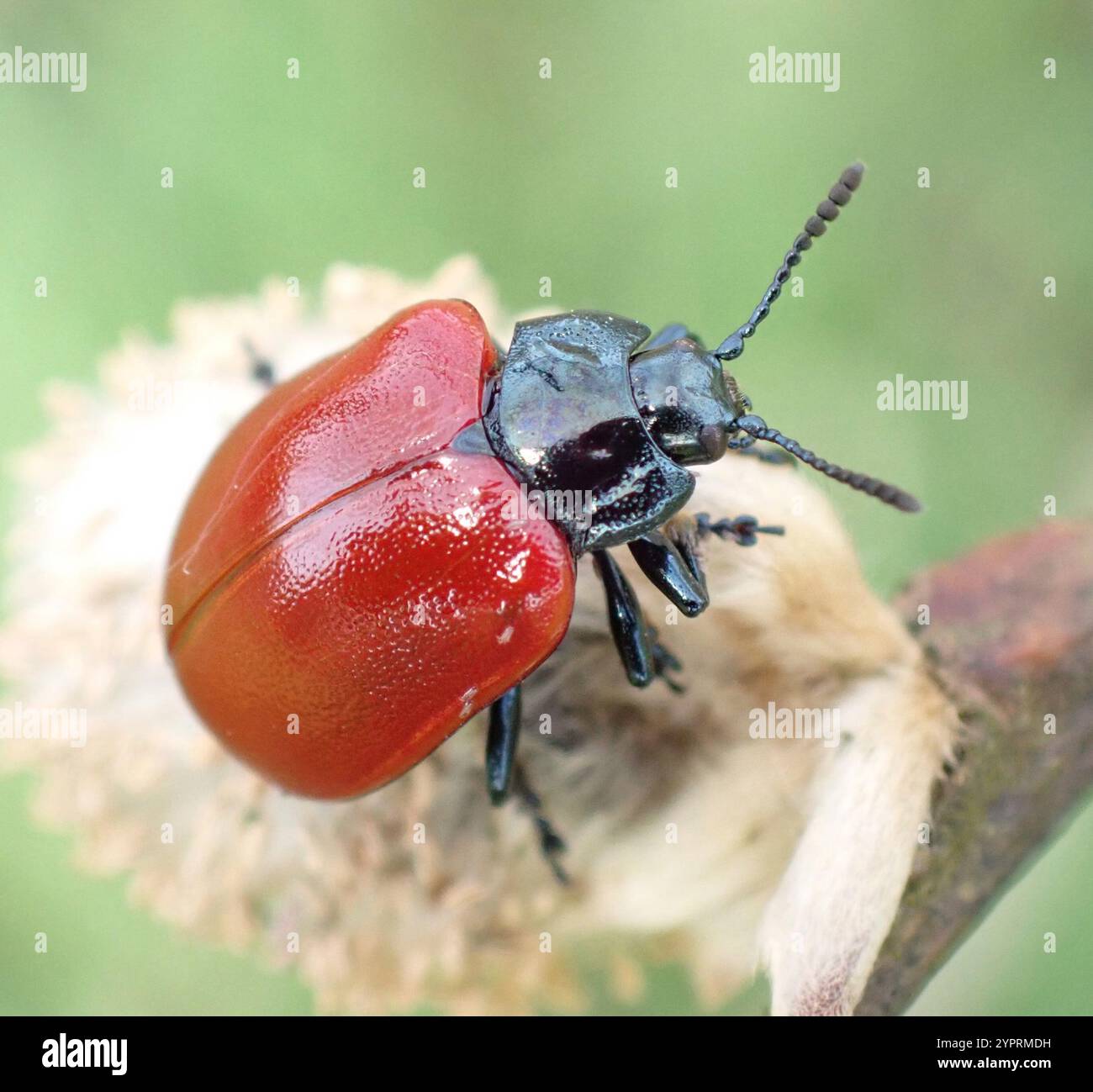 Poplar Leaf Beetle (Chrysomela populi Stock Photo - Alamy