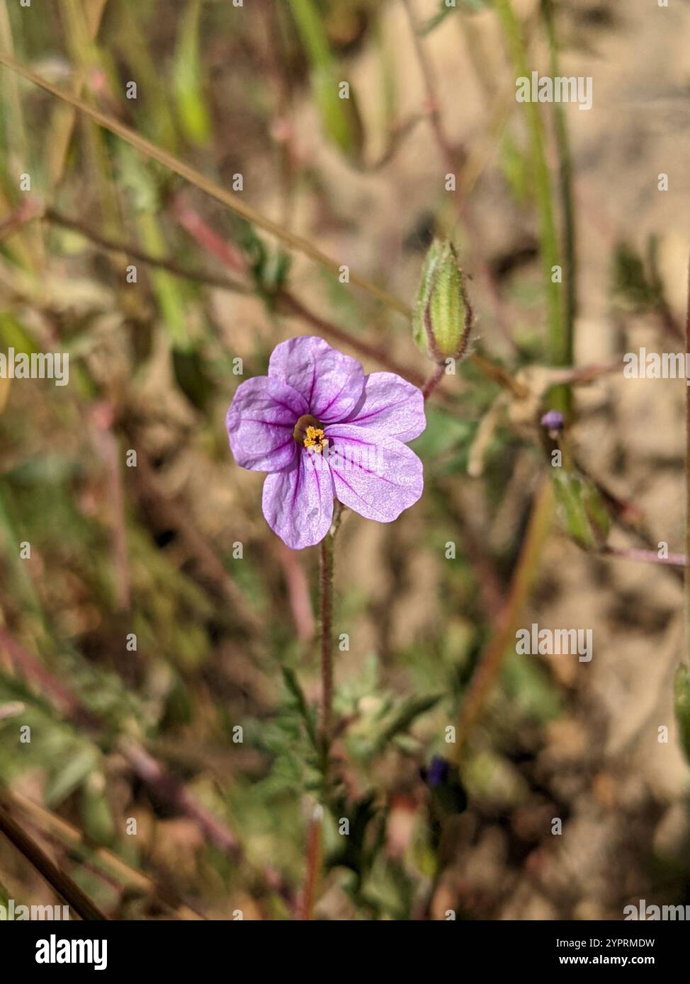 Mediterranean Stork's-bill (Erodium botrys Stock Photo - Alamy