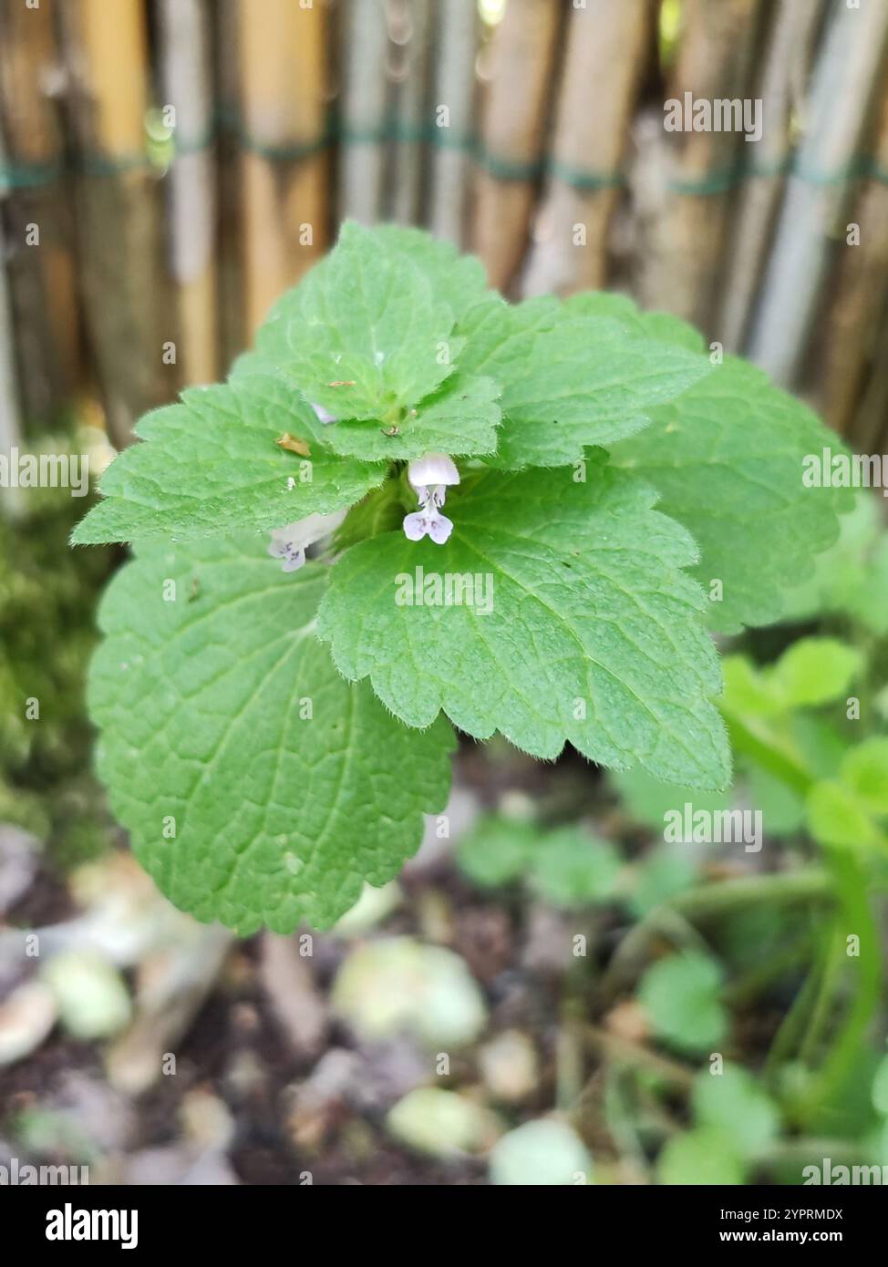 mint family (Lamiaceae Stock Photo - Alamy