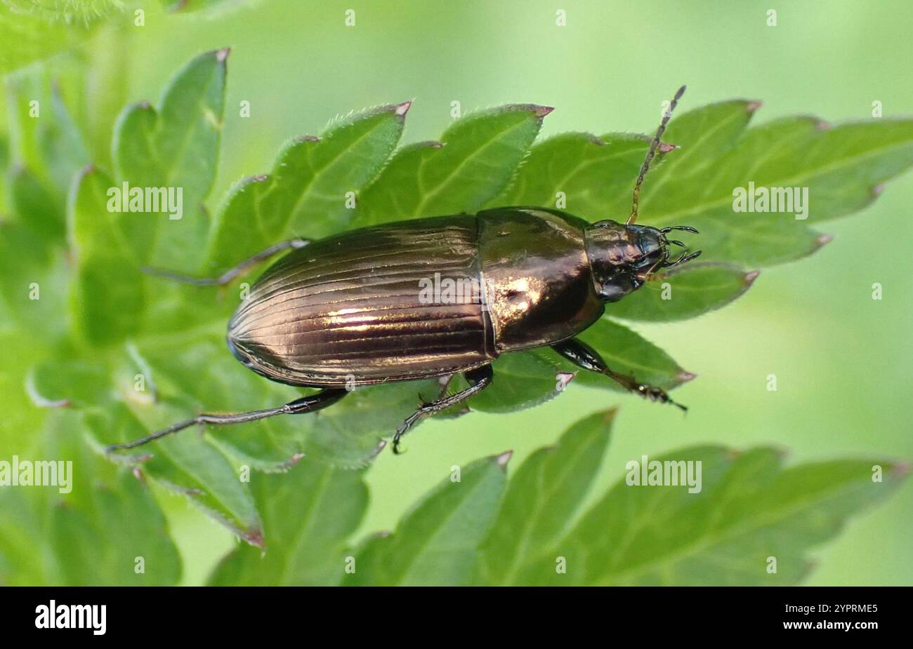Common Sun Beetle (Amara aenea Stock Photo - Alamy