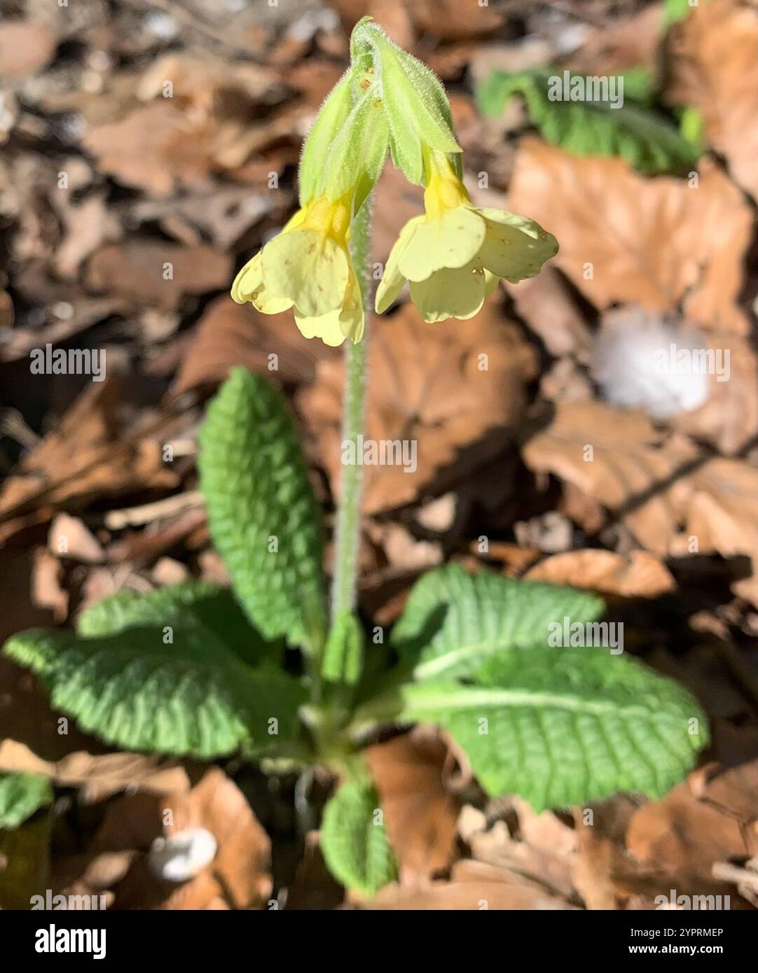 Oxlip (Primula elatior Stock Photo - Alamy