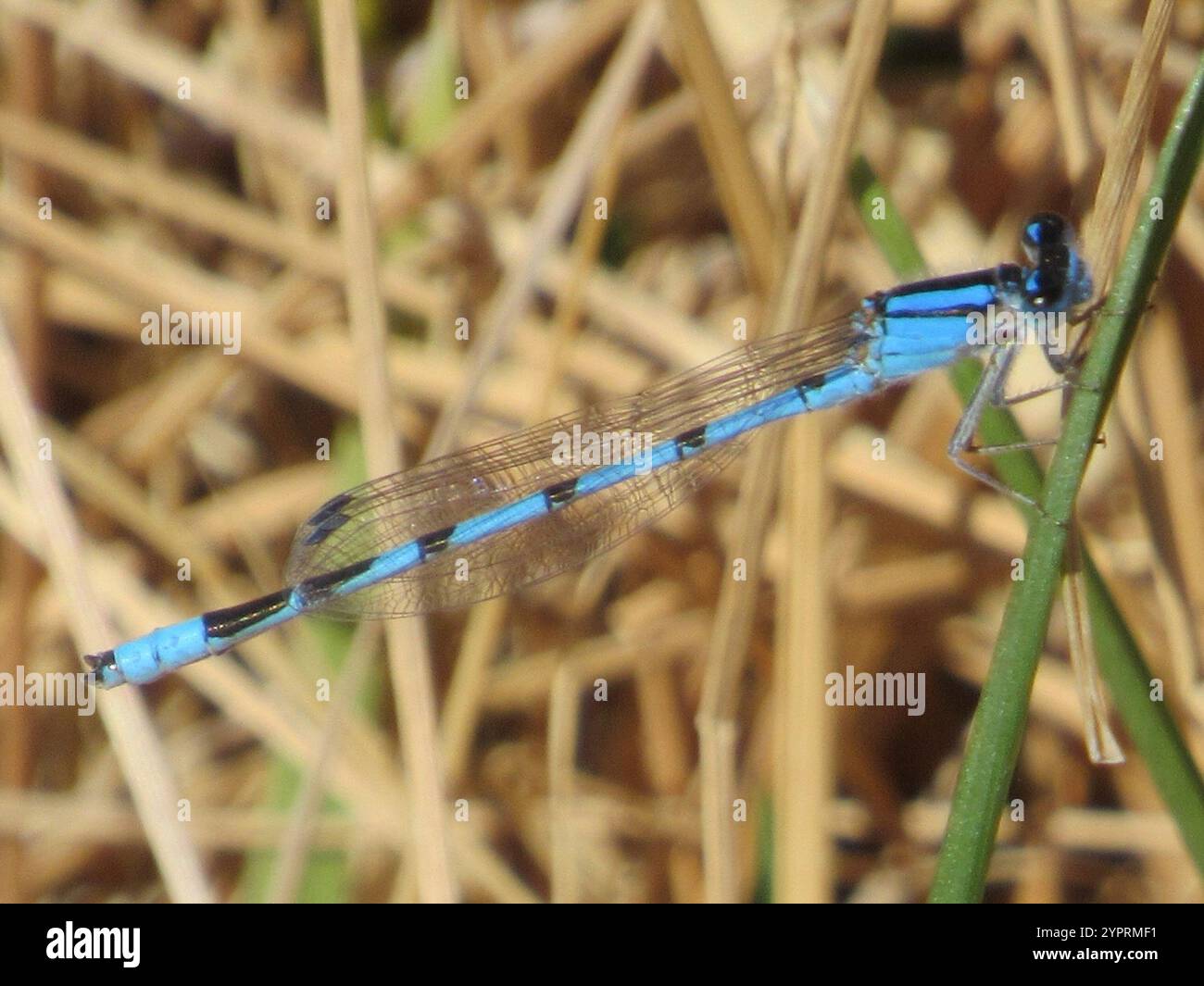 Familiar Bluet (Enallagma civile Stock Photo - Alamy