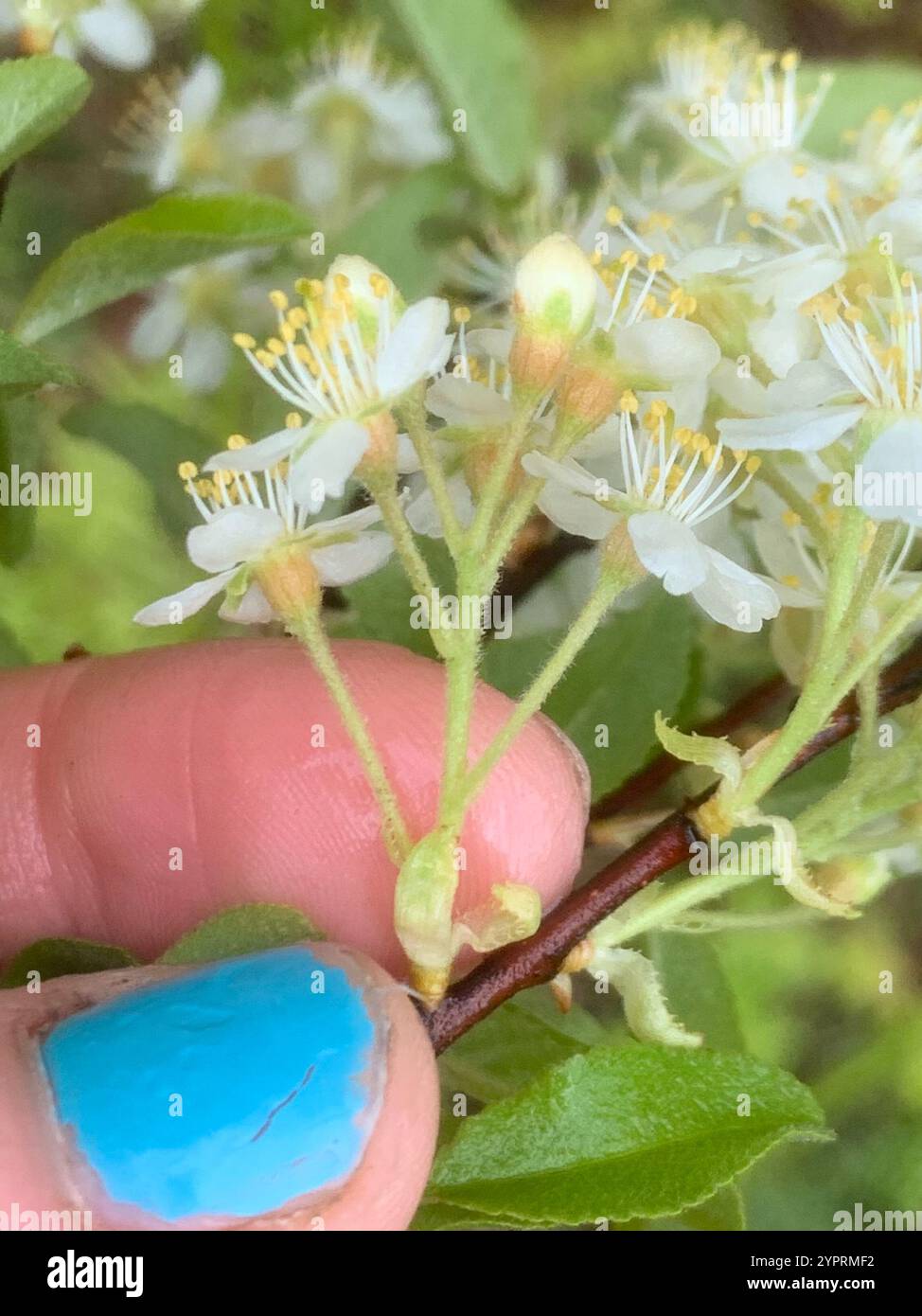 Bitter cherry (Prunus emarginata Stock Photo - Alamy