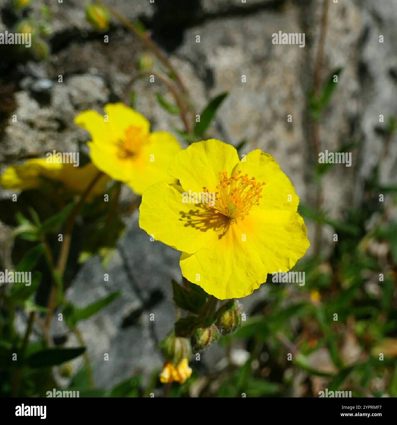 dwarf rock-roses (Helianthemum Stock Photo - Alamy