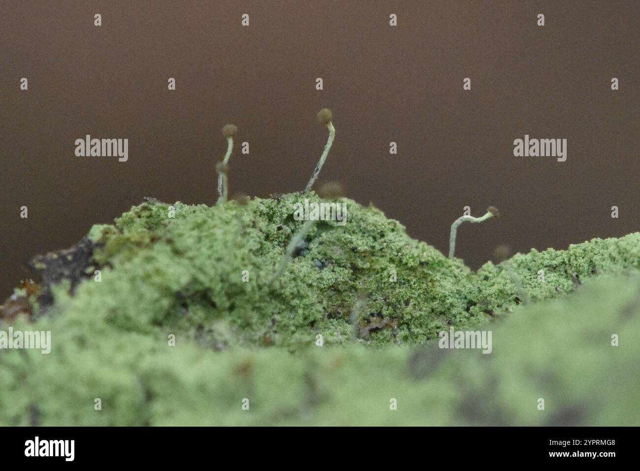 Sulphur Stubble Lichen (Chaenotheca furfuracea Stock Photo - Alamy