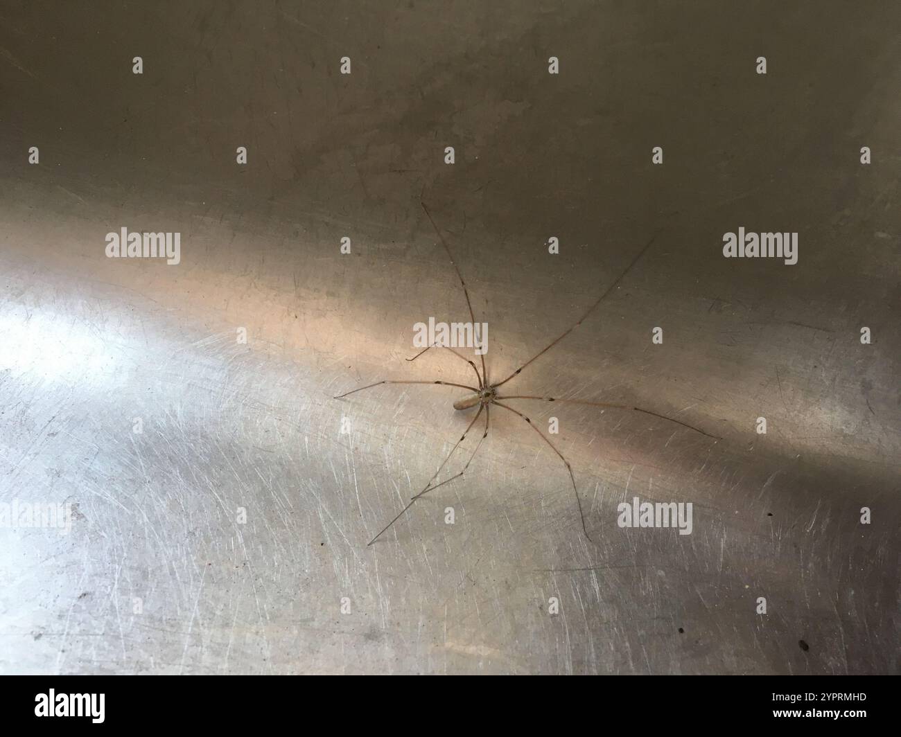 Long-bodied Cellar Spider (Pholcus phalangioides Stock Photo - Alamy