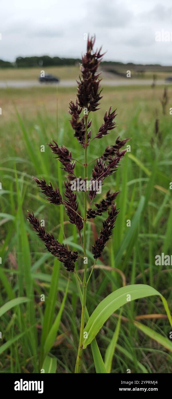 Johnson grass (Sorghum halepense Stock Photo - Alamy