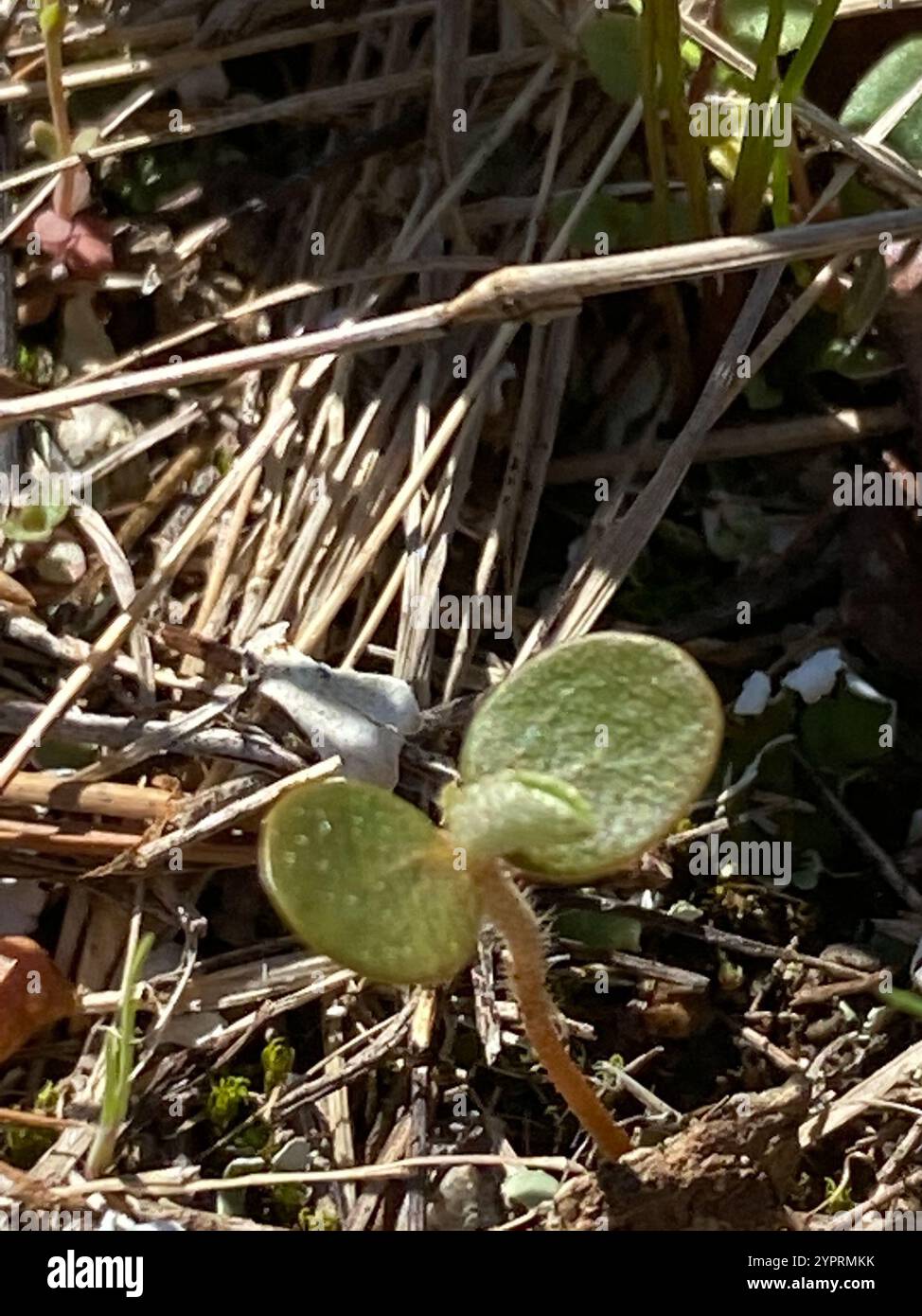 elliptical rushfoil (Croton michauxii ellipticus Stock Photo - Alamy