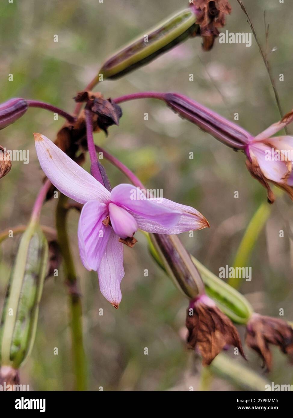 Philippine Ground Orchid (Spathoglottis plicata Stock Photo - Alamy