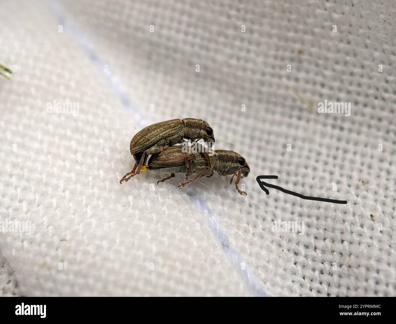 Sitona lineatus hi-res stock photography and images - Alamy