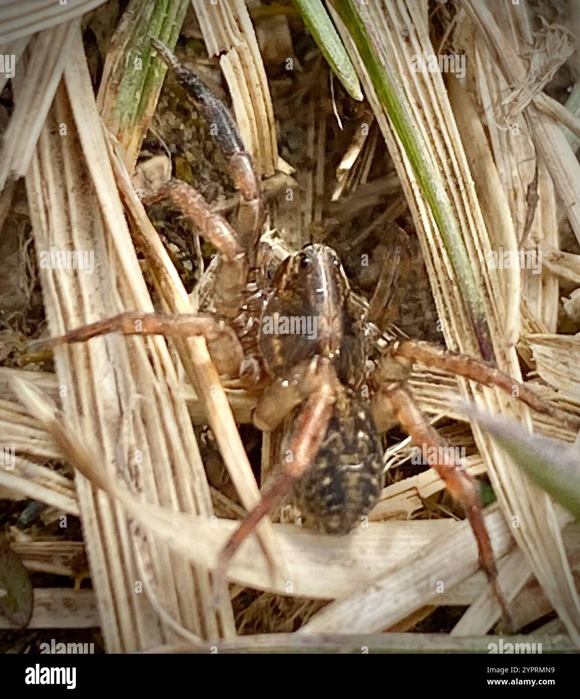 Ground wolf spider (Trochosa terricola Stock Photo - Alamy