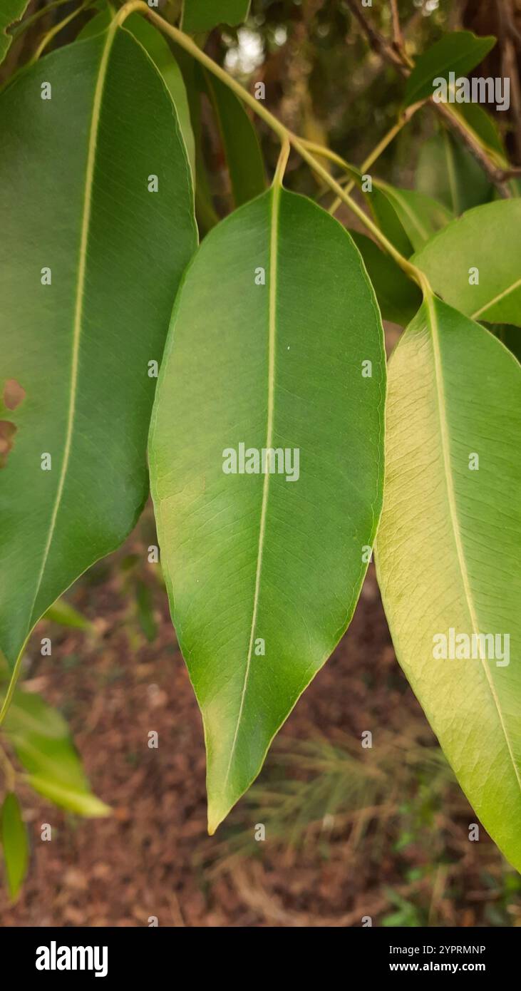 Java plum (Syzygium cumini Stock Photo - Alamy