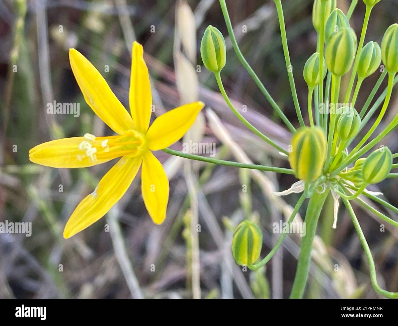 Bloomeria hi-res stock photography and images - Alamy