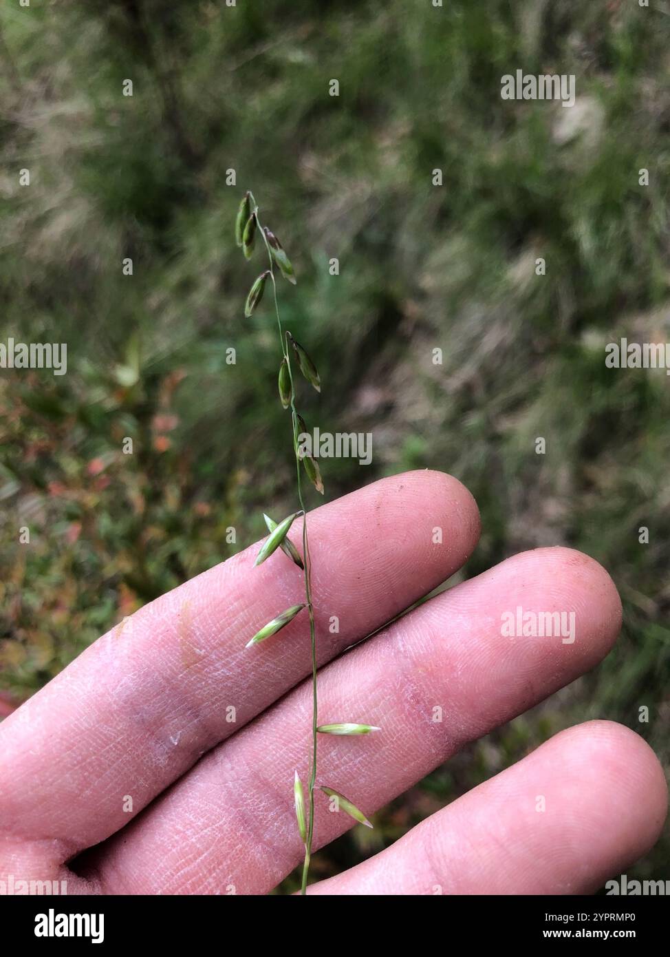 Twoflower Melicgrass (Melica mutica Stock Photo - Alamy