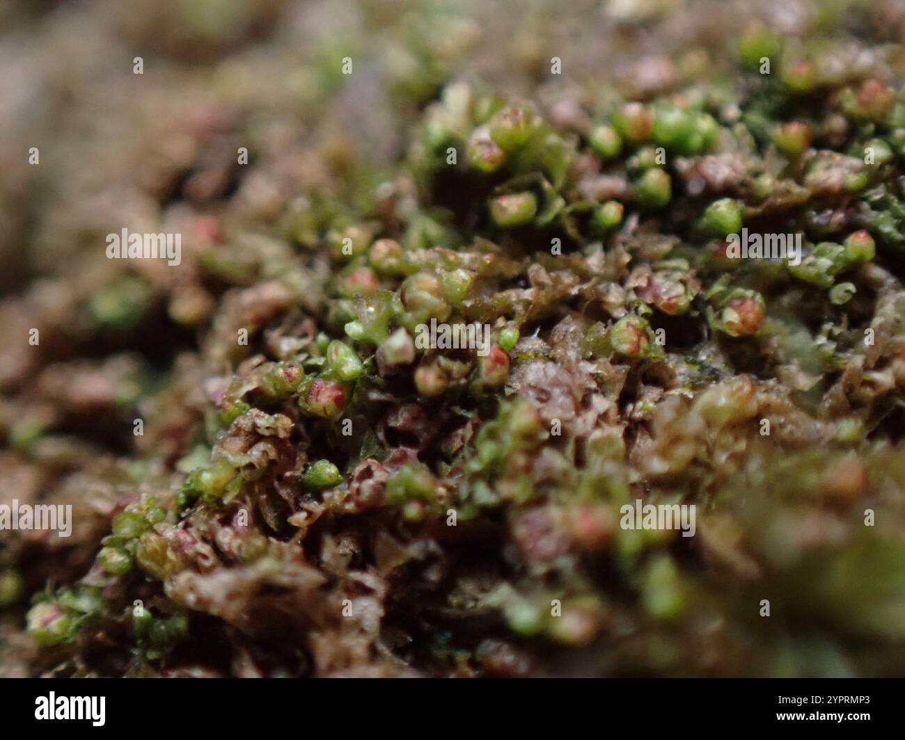 Droplet Notchwort (Lophozia guttulata Stock Photo - Alamy