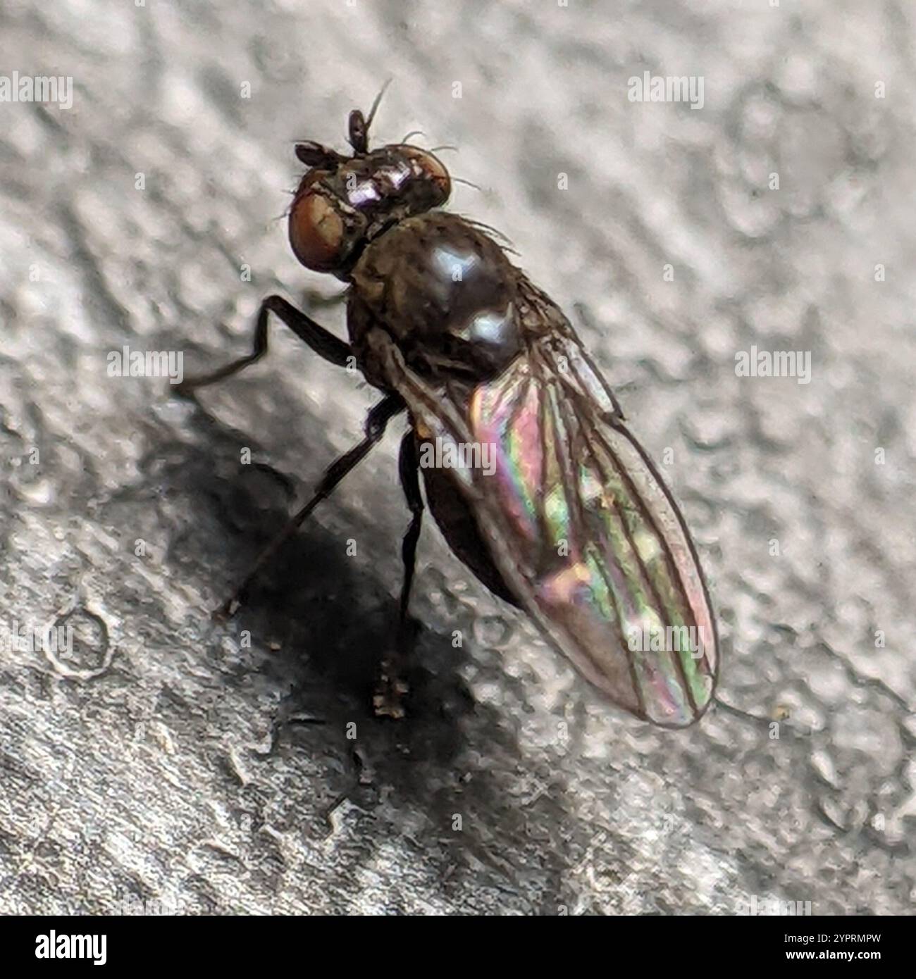 Scatella hi-res stock photography and images - Alamy