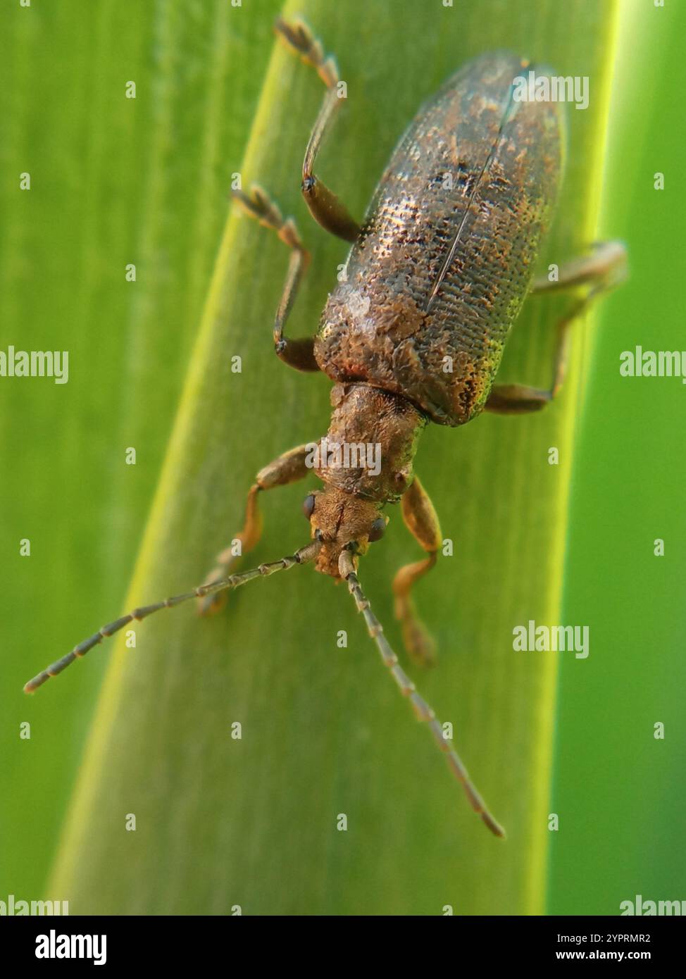 jewel reed beetle (Plateumaris sericea Stock Photo - Alamy