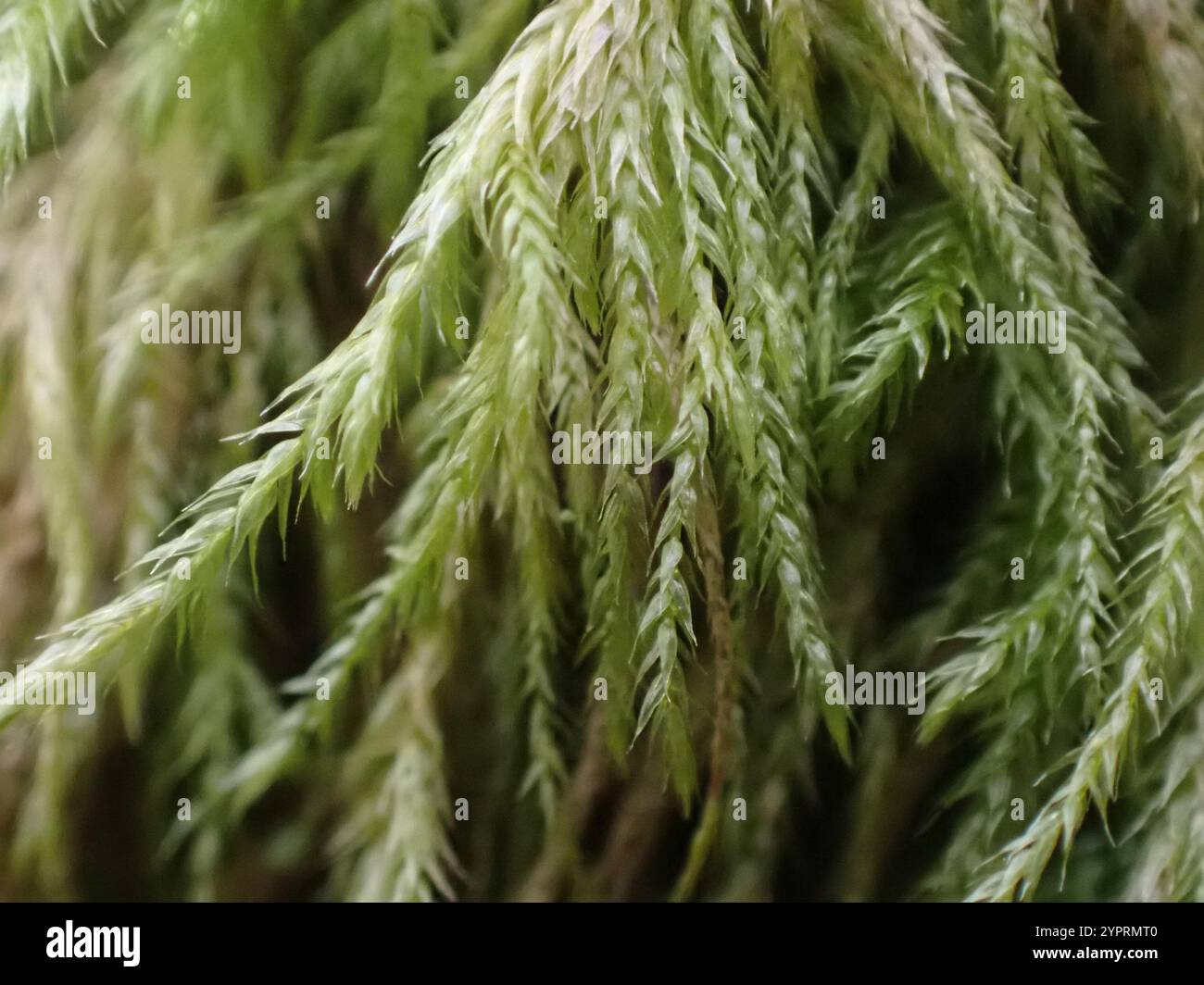 Cat's Tail Moss (Pseudisothecium stoloniferum Stock Photo - Alamy