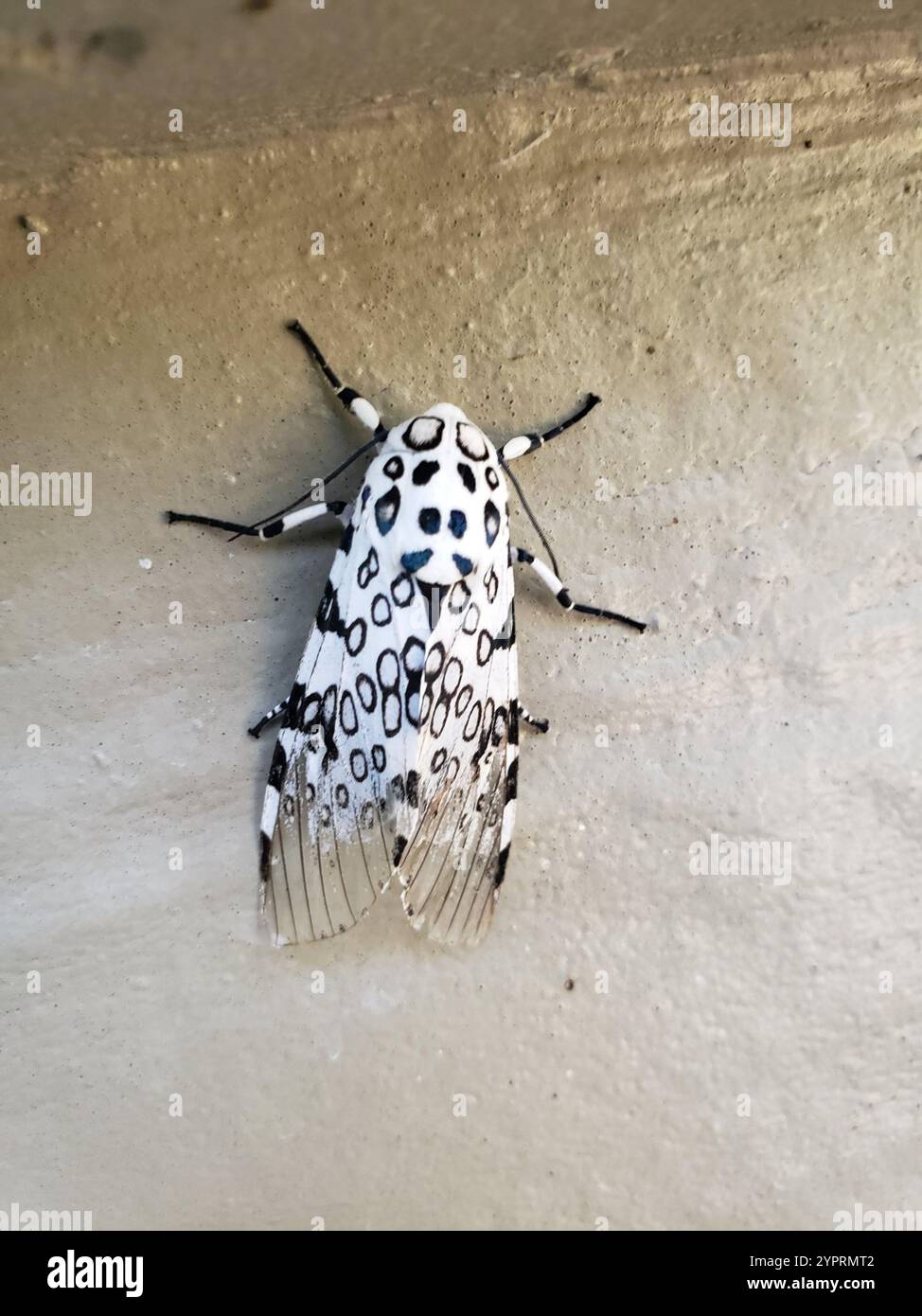 Giant Leopard Moth (Hypercompe scribonia Stock Photo - Alamy