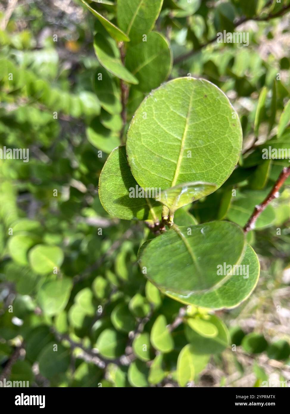 Cocoplum (Chrysobalanus icaco Stock Photo - Alamy