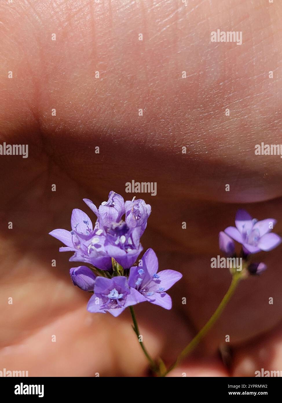 California gilia (Gilia achilleifolia Stock Photo - Alamy
