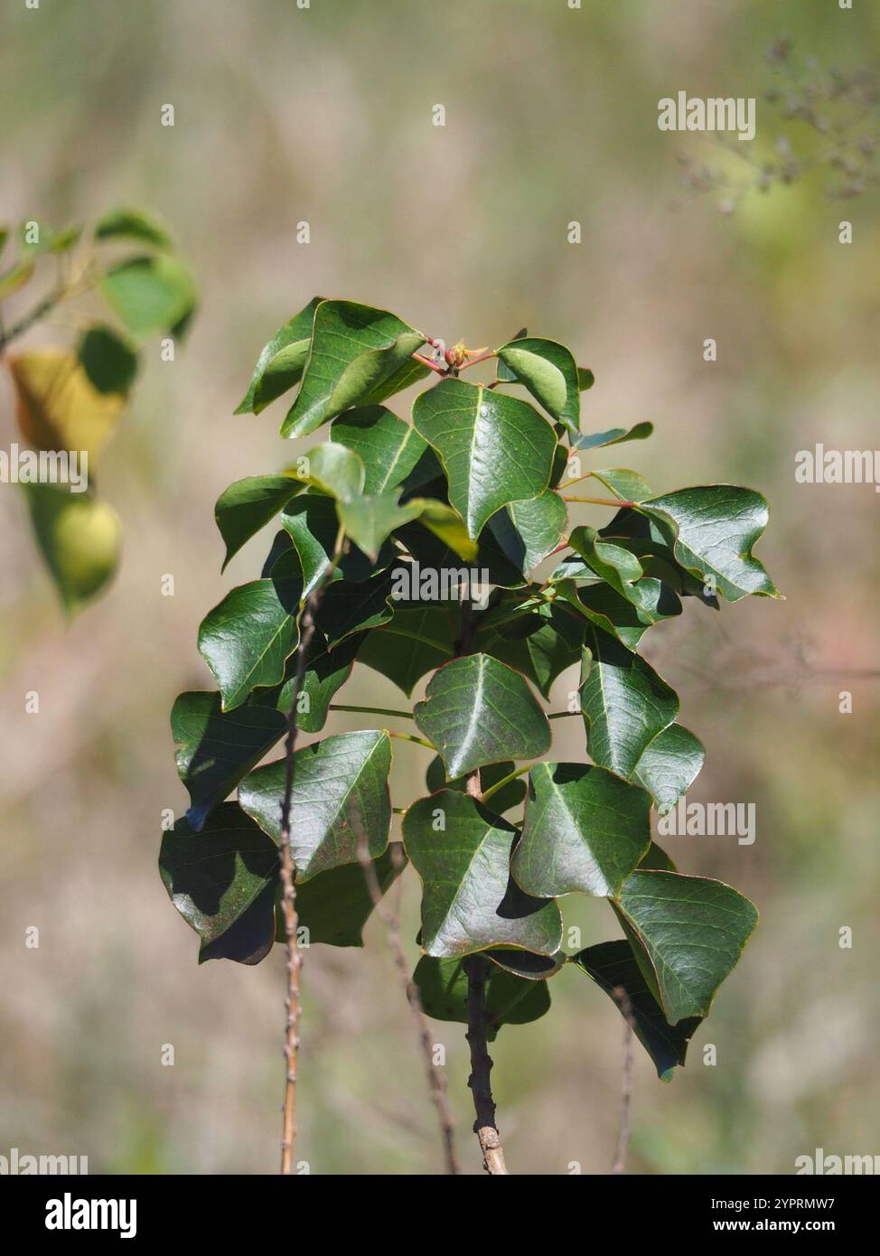 Chinese Tallow (Triadica sebifera Stock Photo - Alamy