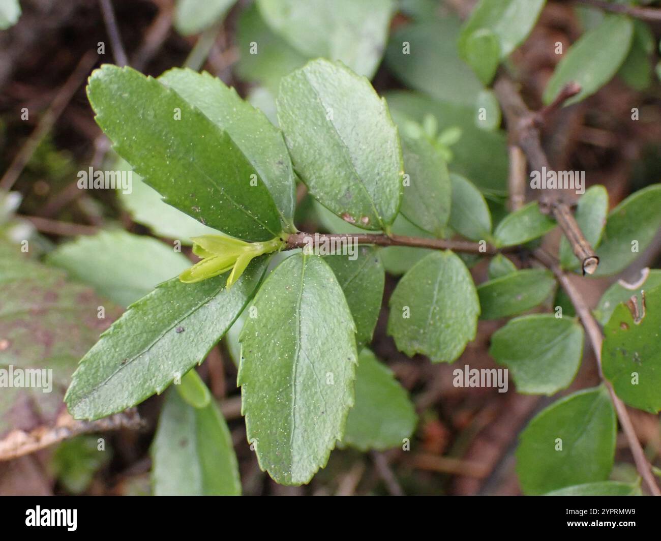 Oregon Boxwood (Paxistima myrsinites Stock Photo - Alamy