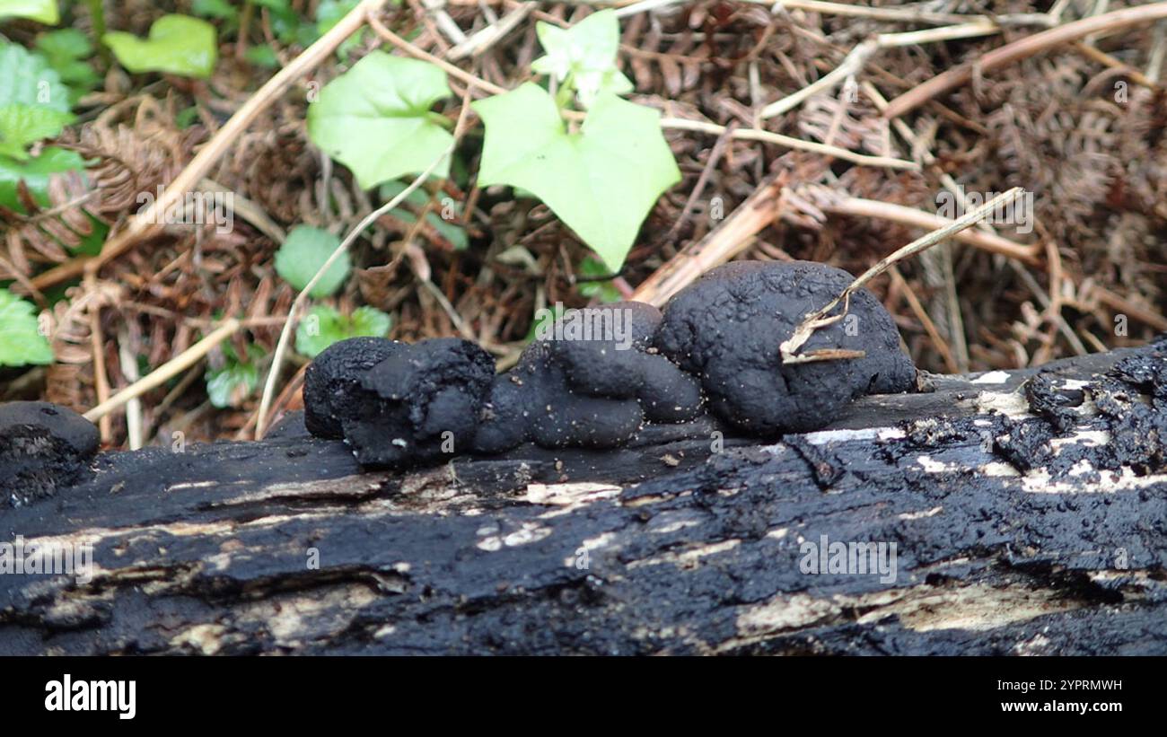 King Alfred's Cakes (Daldinia concentrica Stock Photo - Alamy