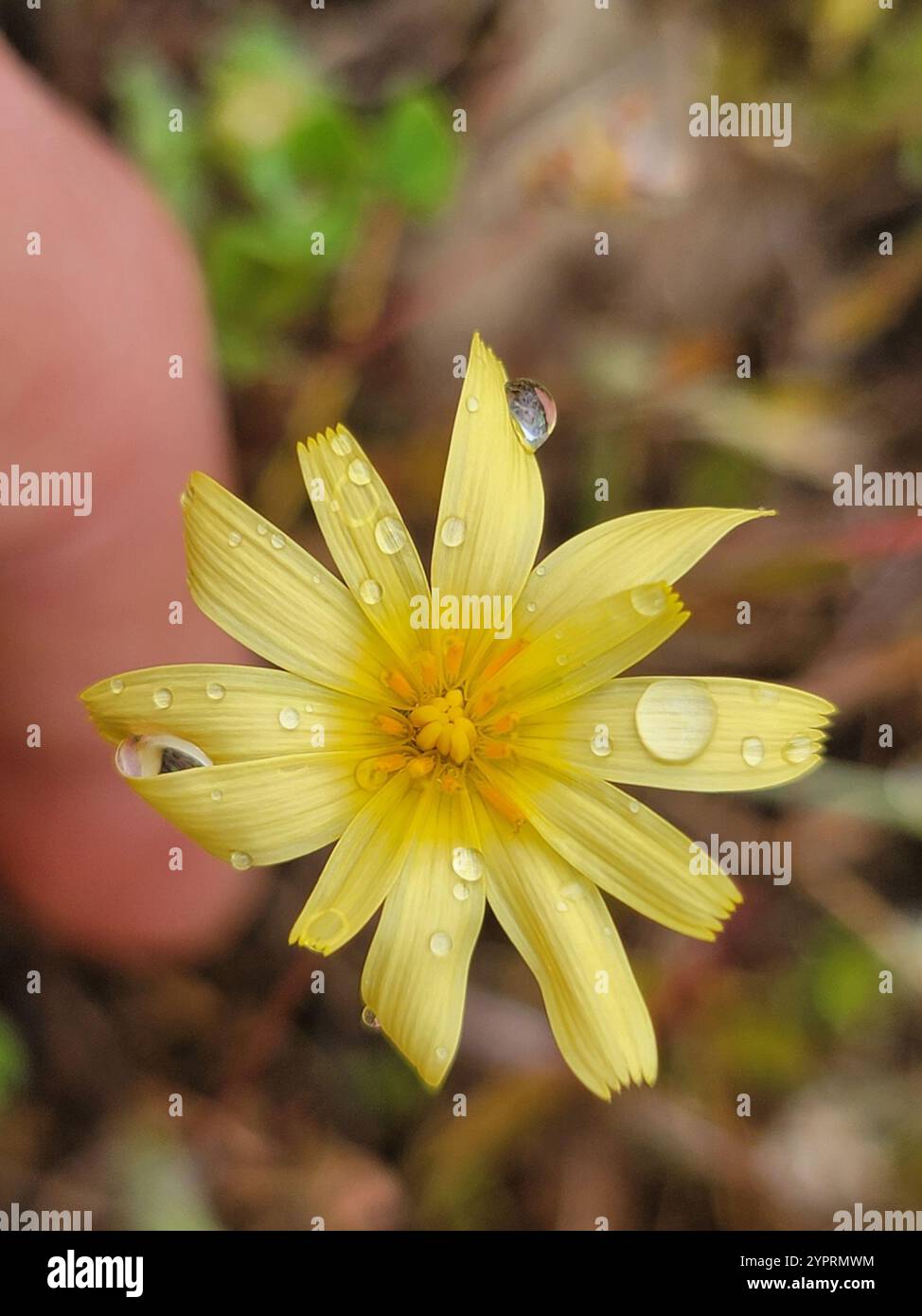 Annual Agoseris (Agoseris heterophylla Stock Photo - Alamy
