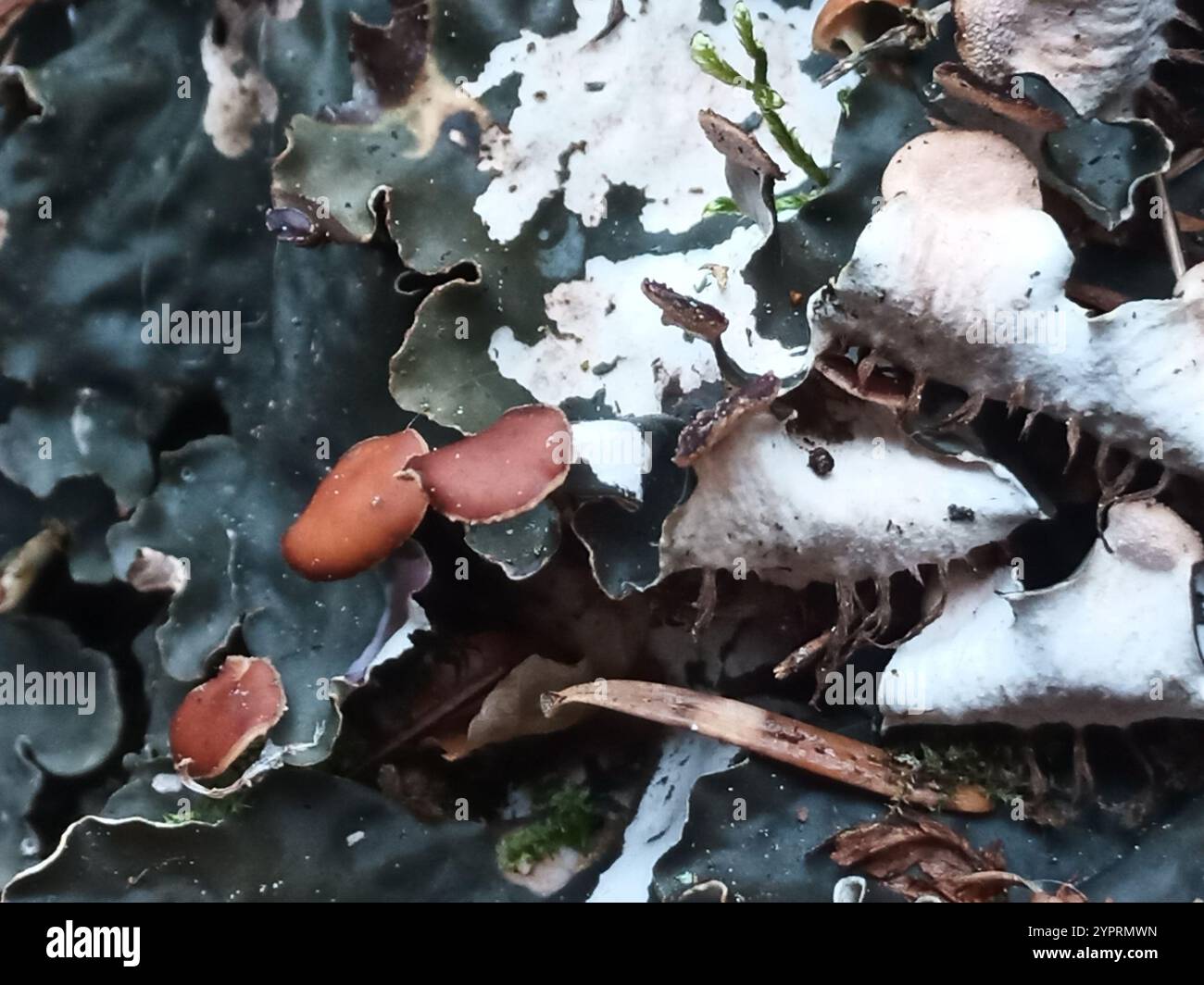 horizontal pelt lichen (Peltigera horizontalis Stock Photo - Alamy