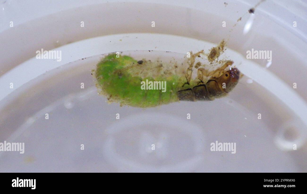 Net-spinning Caddisflies (Hydropsychidae Stock Photo - Alamy