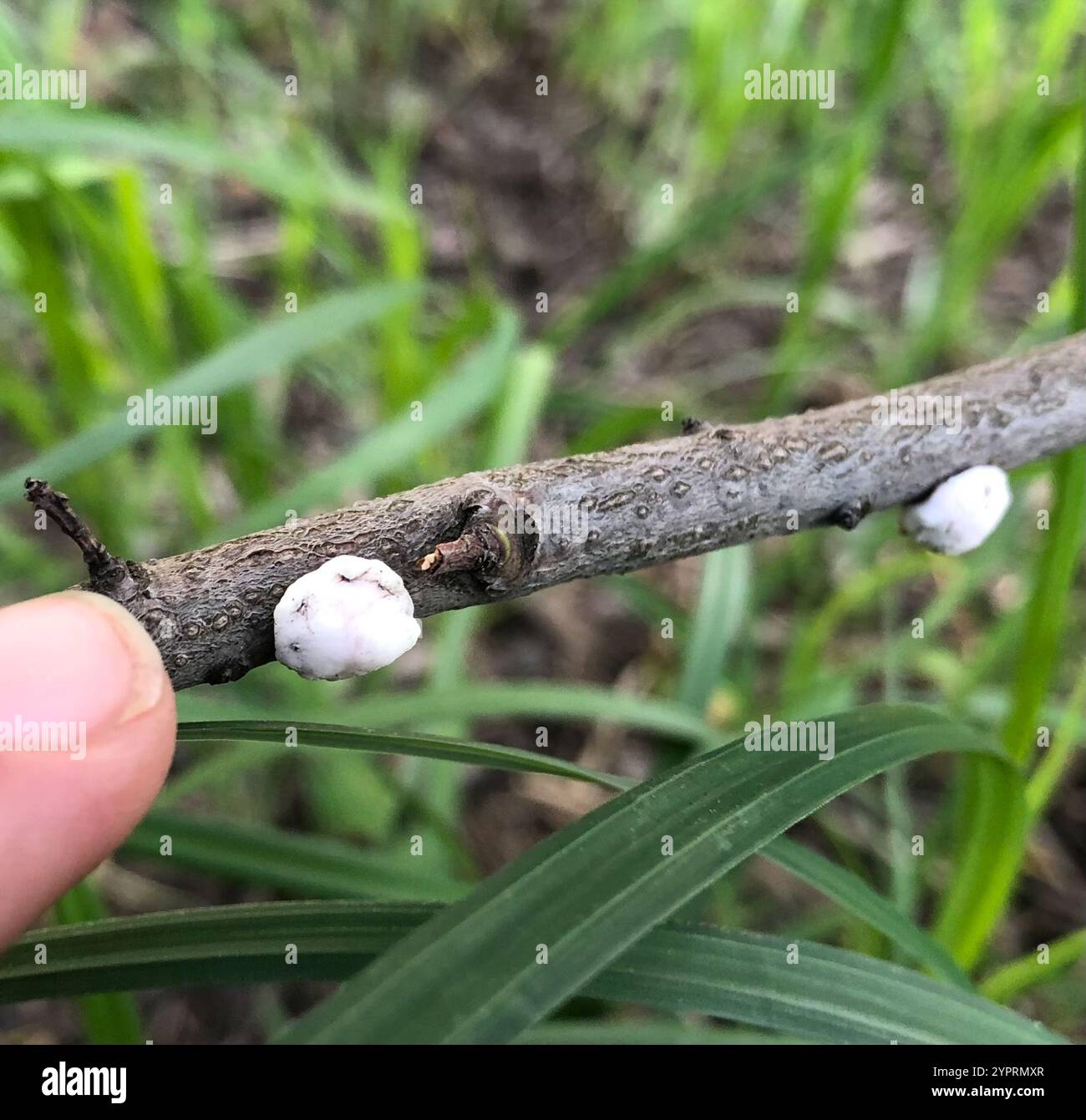 Wax Scales (Ceroplastes Stock Photo - Alamy