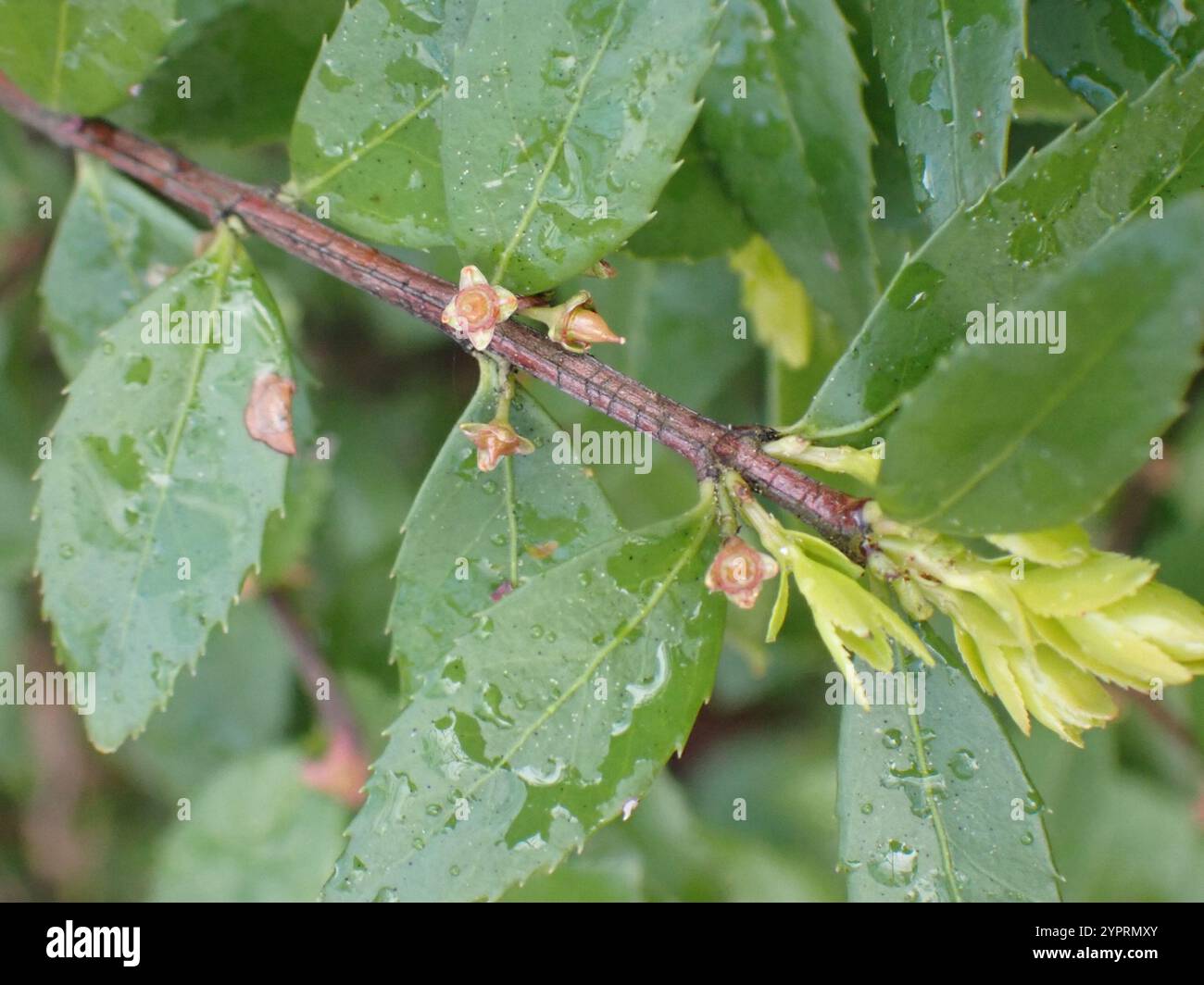 Oregon Boxwood (Paxistima myrsinites Stock Photo - Alamy