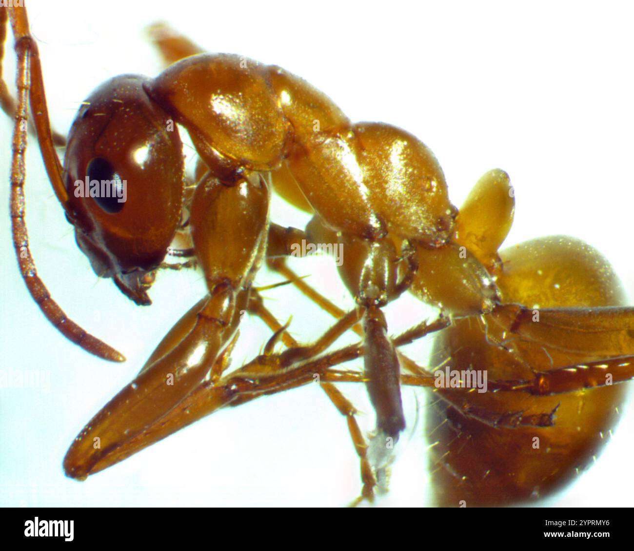 Variable Field Ant (Formica pallidefulva Stock Photo - Alamy Variable Field Ant (Formica pallidefulva Stock Photo - Alamy
