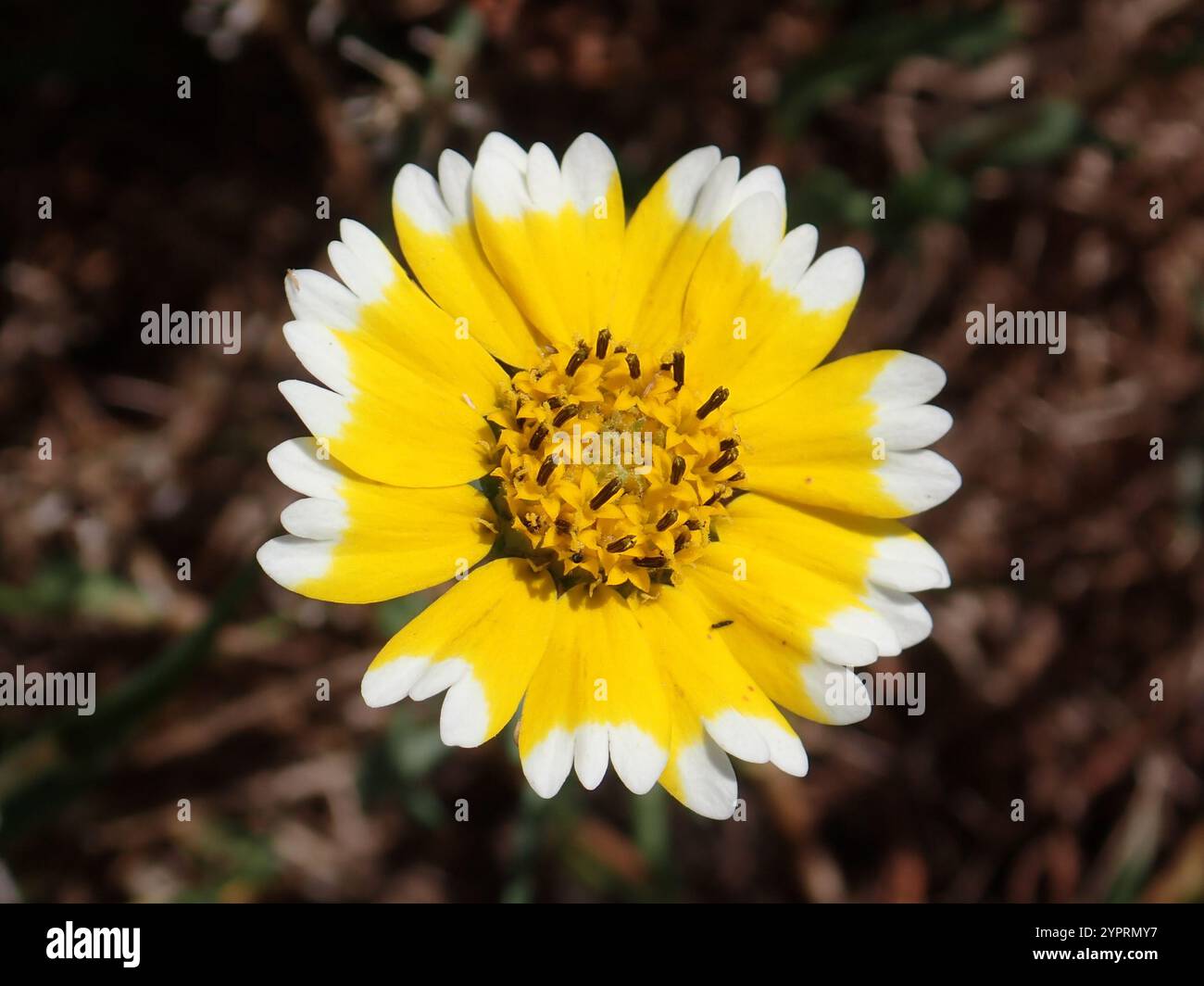 smooth tidytips (Layia chrysanthemoides Stock Photo - Alamy